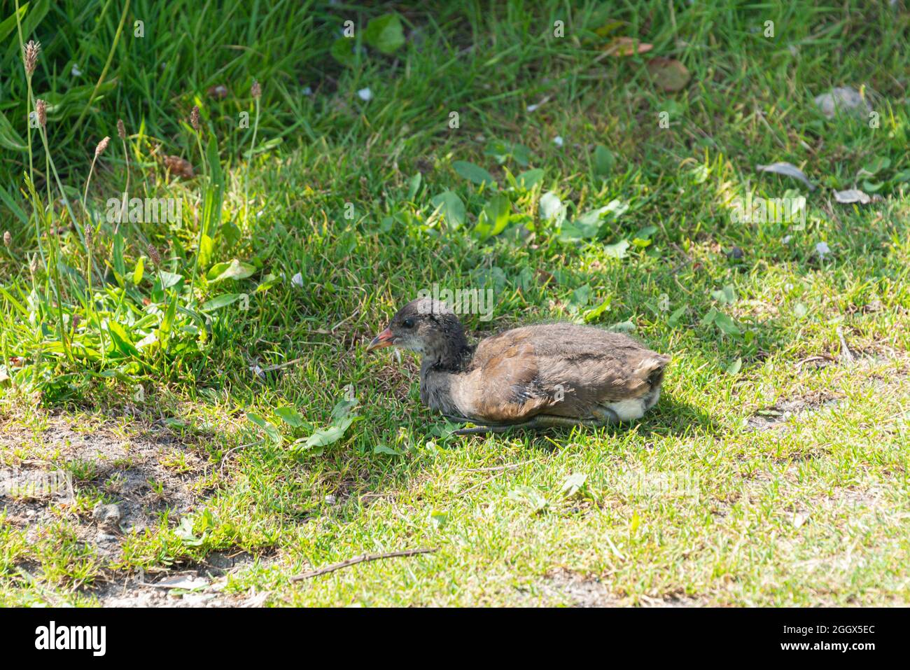 A juvenile moorhen (Gallinula chloropus) sitting down Stock Photo - Alamy
