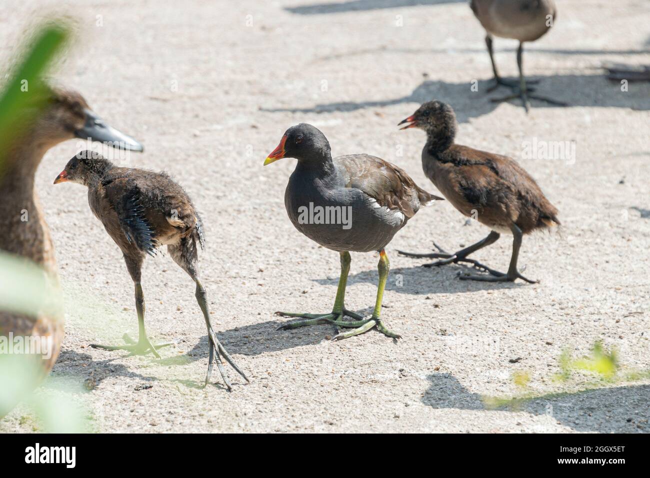 An adult and two juvenile moorhens (Gallinula chloropus Stock Photo - Alamy
