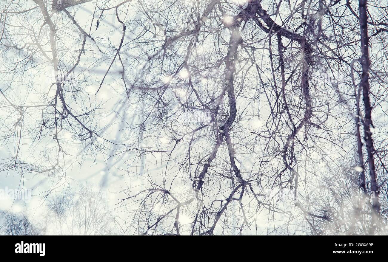 Winter forest landscape. Tall trees under snow cover. January frosty ...