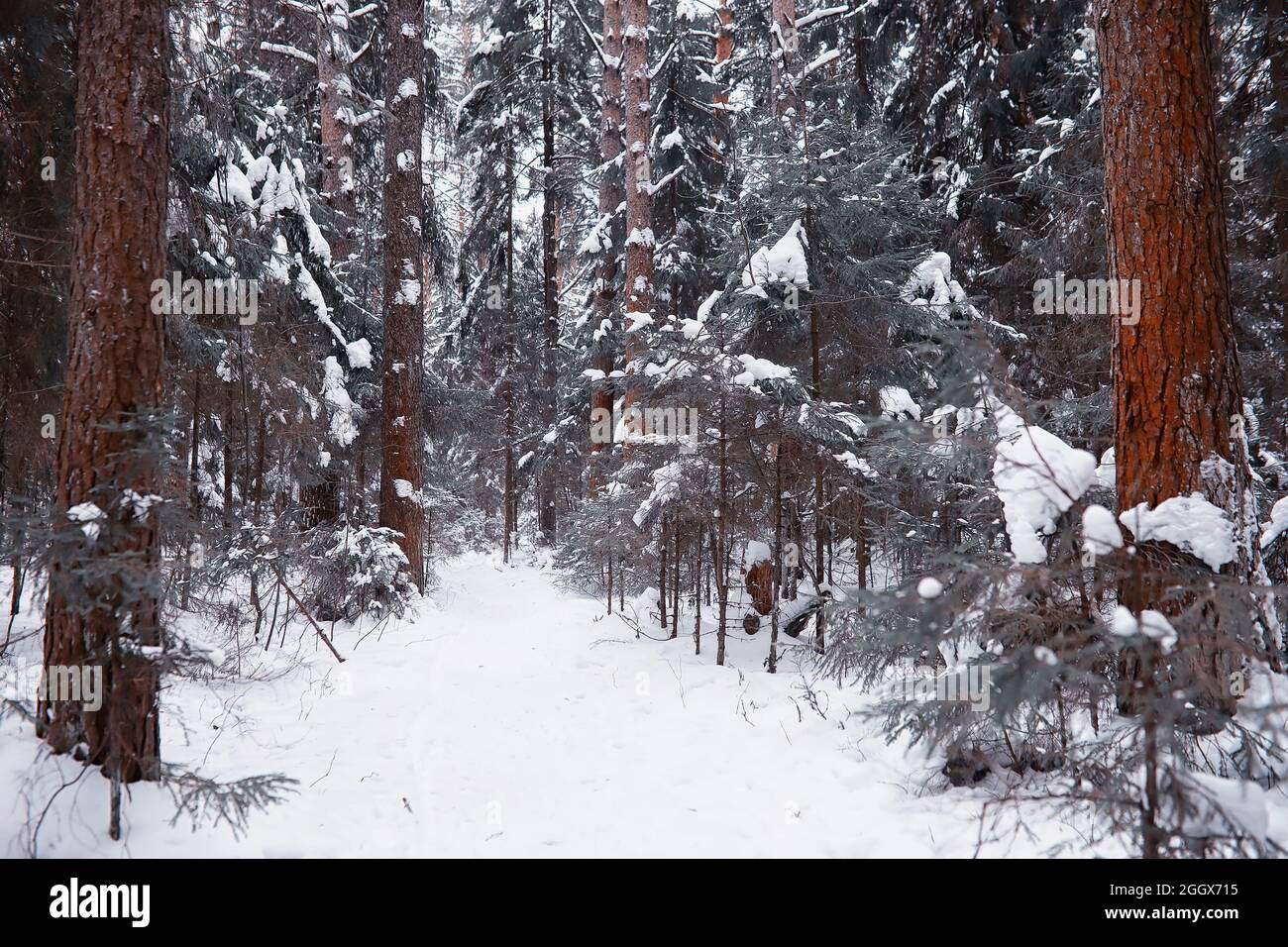 Winter forest landscape. Tall trees under snow cover. January frosty ...