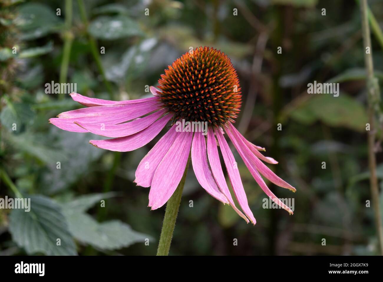 Single Echinacea purpurea flower in the garden close up Stock Photo - Alamy
