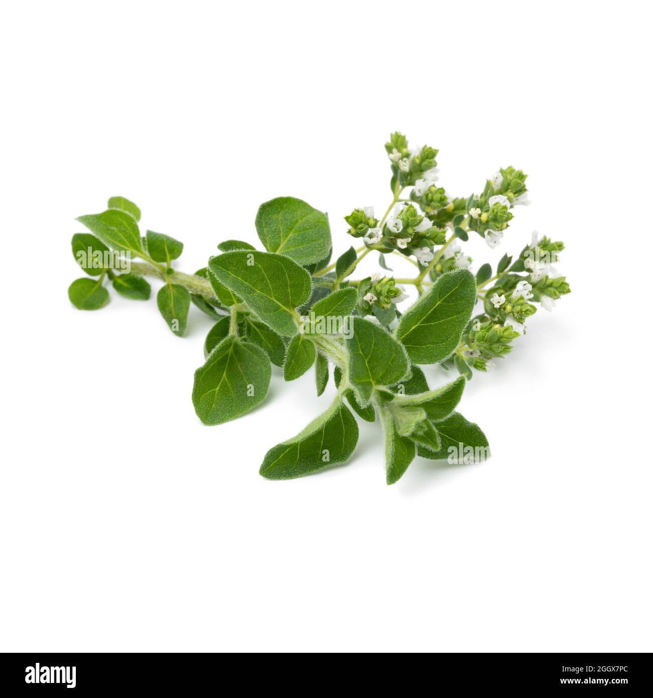 Fresh twig of oregano isolated on white background Stock Photo - Alamy