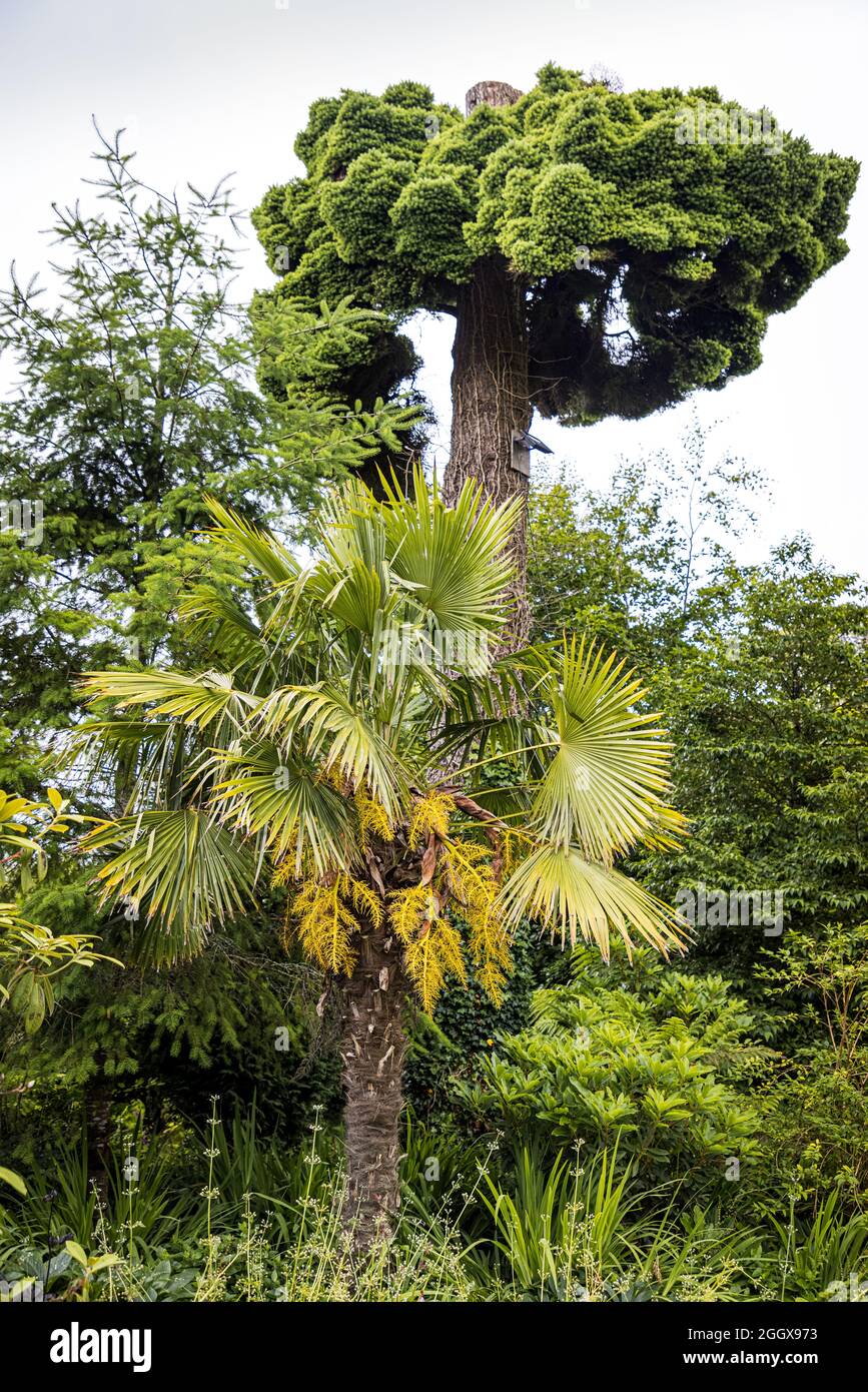 Tall tree in the garden Stock Photo - Alamy