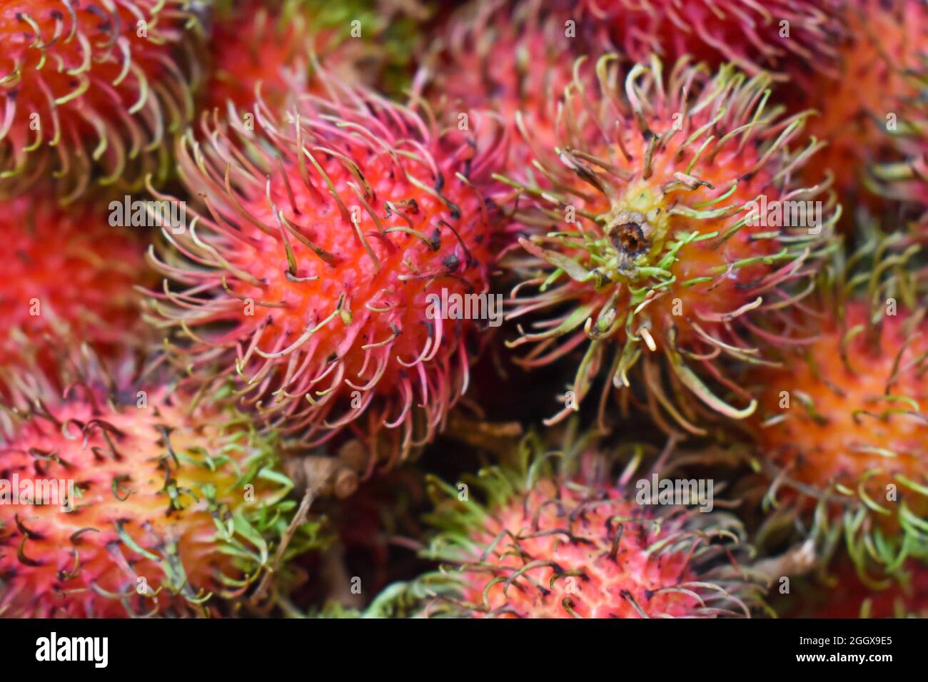 How to grow rambutan hi-res stock photography and images - Alamy