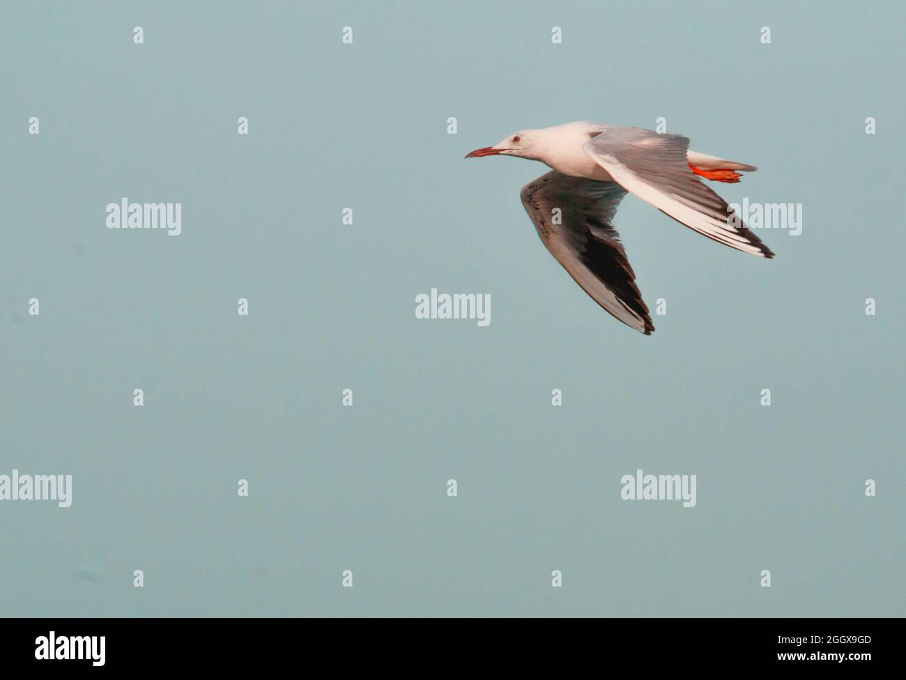 Beautiful shot of a flying bird in a blue sky Stock Photo - Alamy