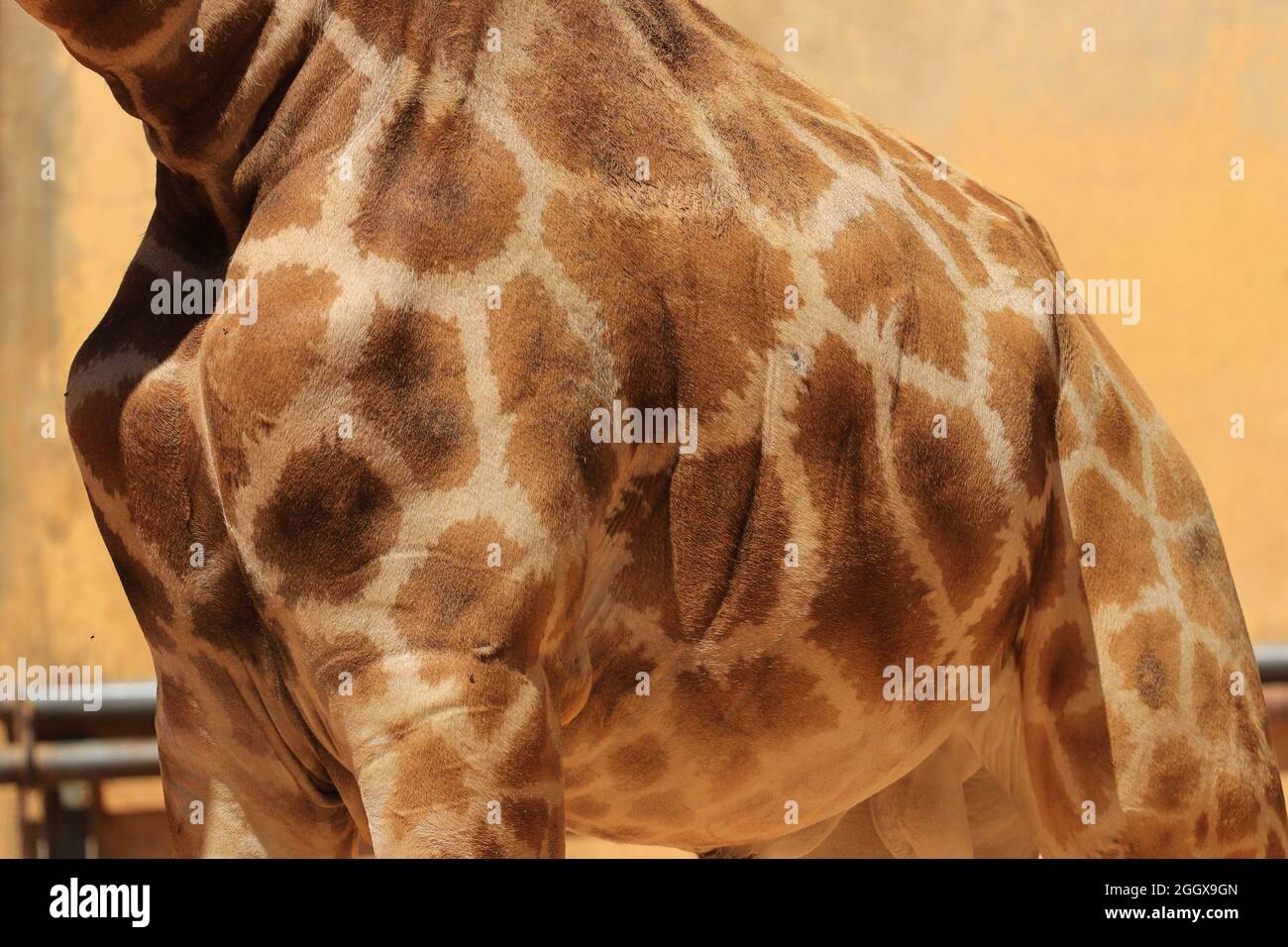 Closeup of a giraffe skin pattern in captivity Stock Photo - Alamy