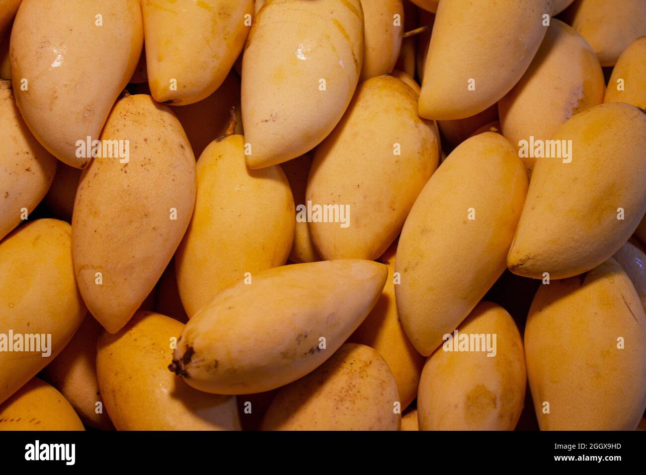 close-up of yellow mango fruit, sold at Thai market, tropical fruit ...