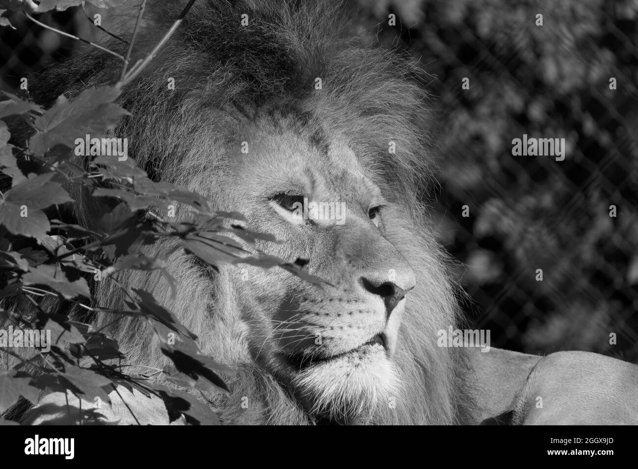 Grayscale of a big lion with the blurred background Stock Photo - Alamy