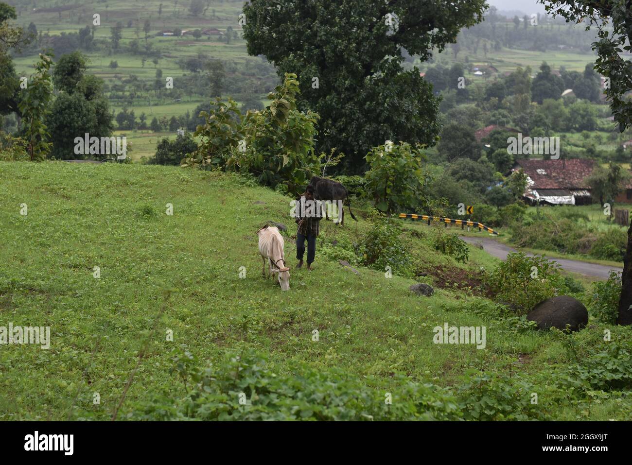 Indian farmer near the cows in a field during daylight Stock Photo - Alamy