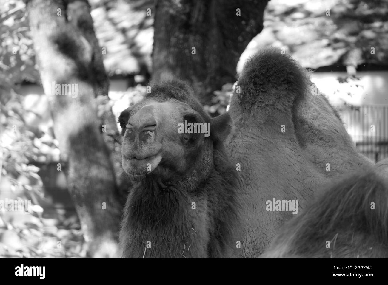 Grayscale view of a wise camel with the blurred background Stock Photo ...