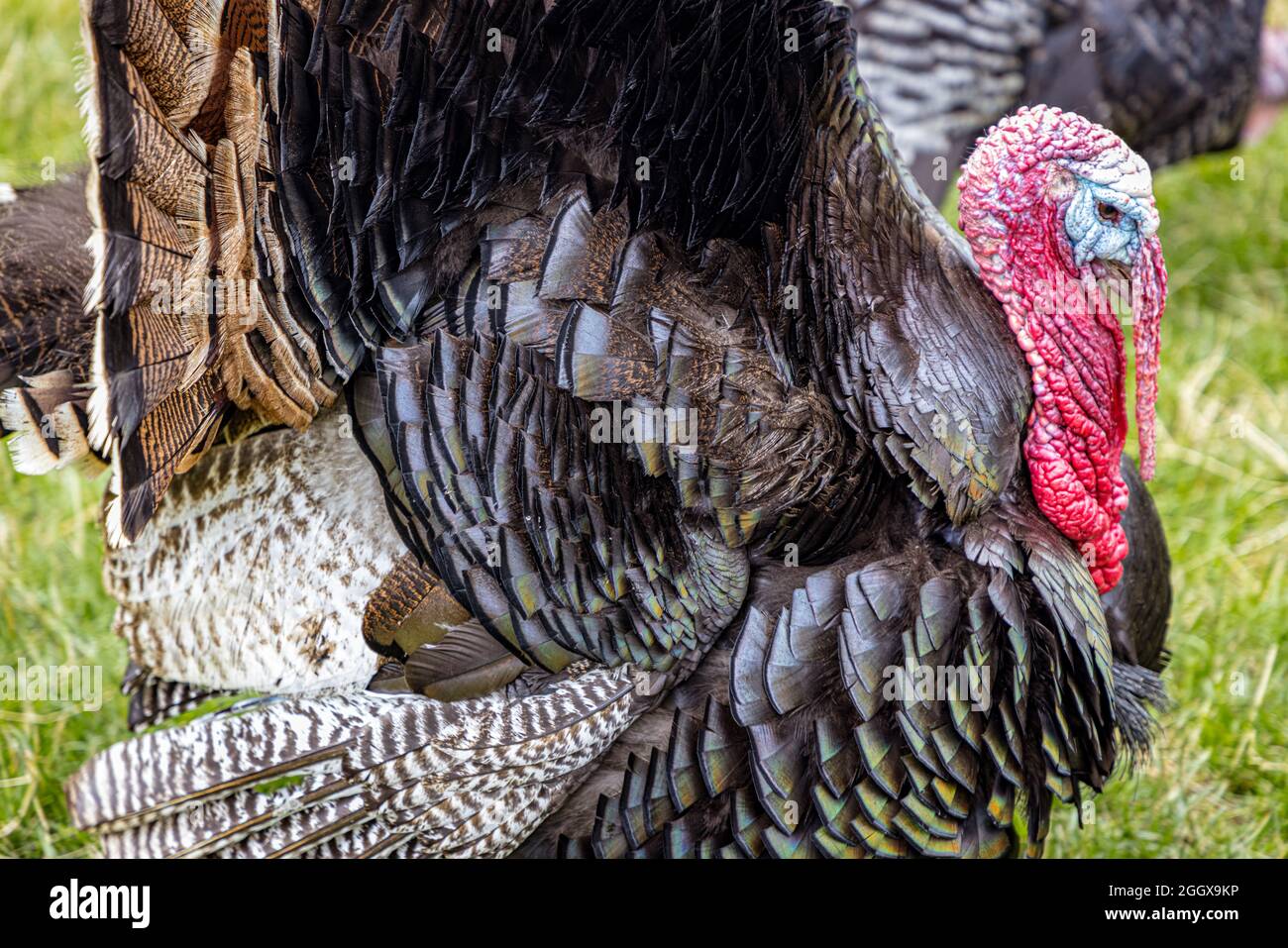Turkey bird uk hi-res stock photography and images - Alamy