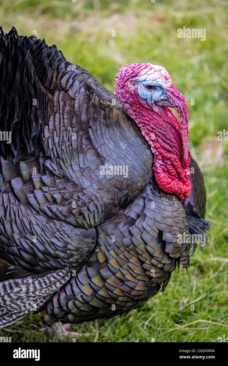 Close up turkey neck hi-res stock photography and images - Alamy