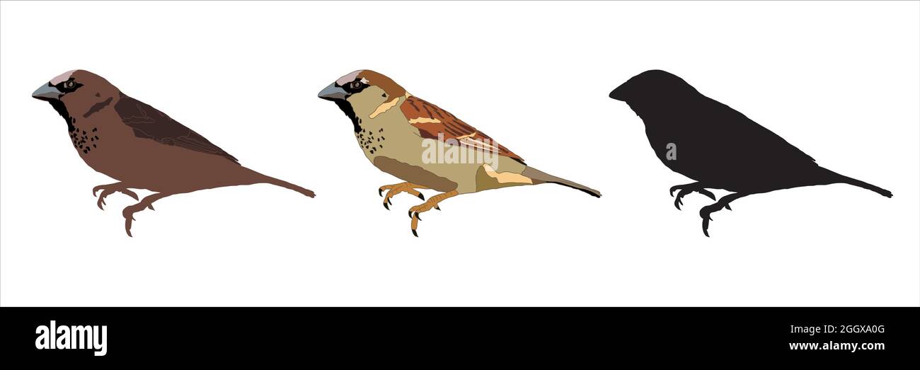 Sparrow Bird Isolated Illustration Set Stock Vector Image & Art - Alamy