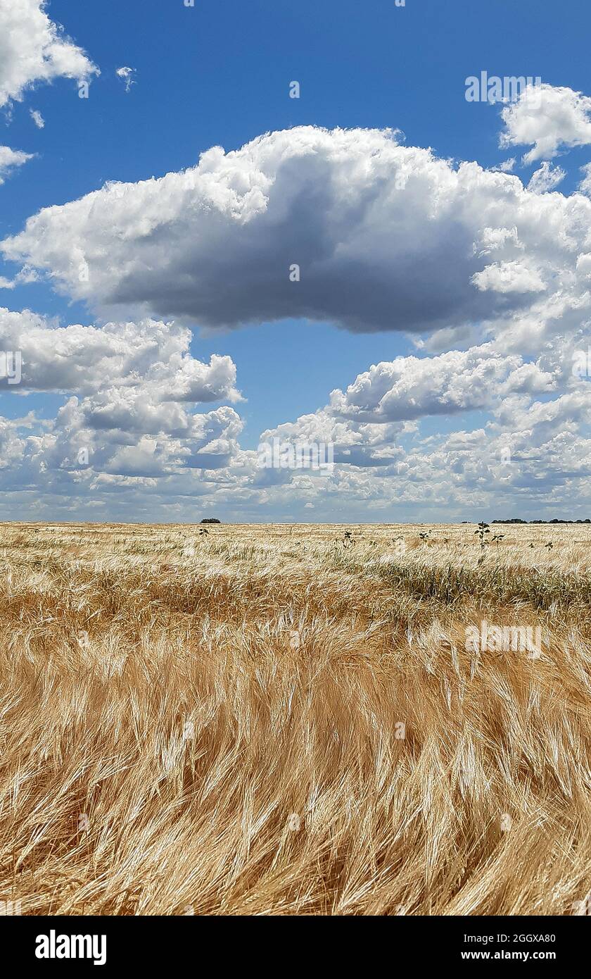 A large field of ripe barley against the blue sky with clouds and ...