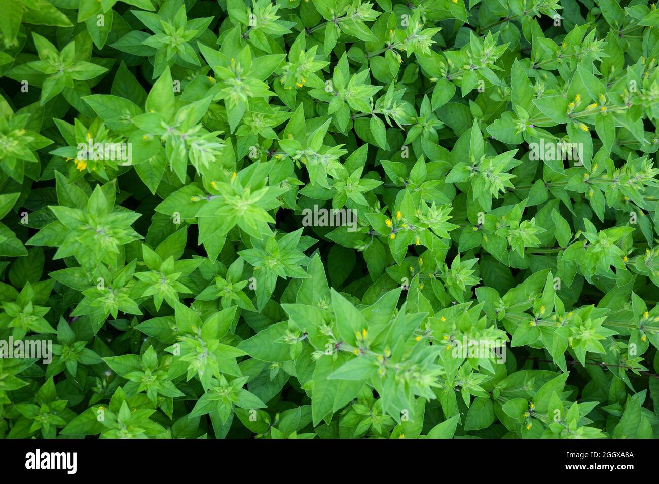 A lot of bright green plants shot from above. One foliage was shot in ...