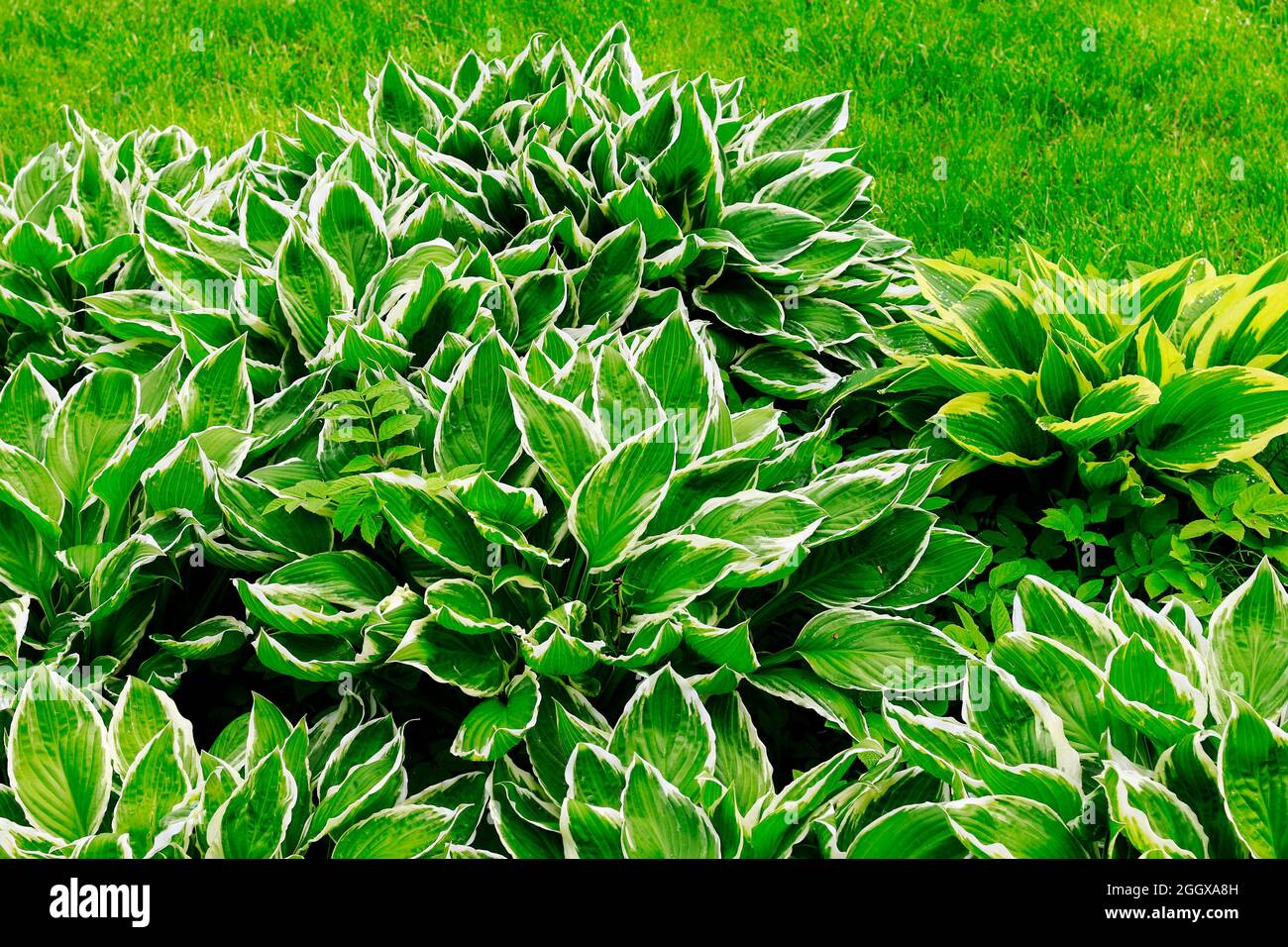 Hosta plant. Green leaves background. Graphic resources Stock Photo - Alamy
