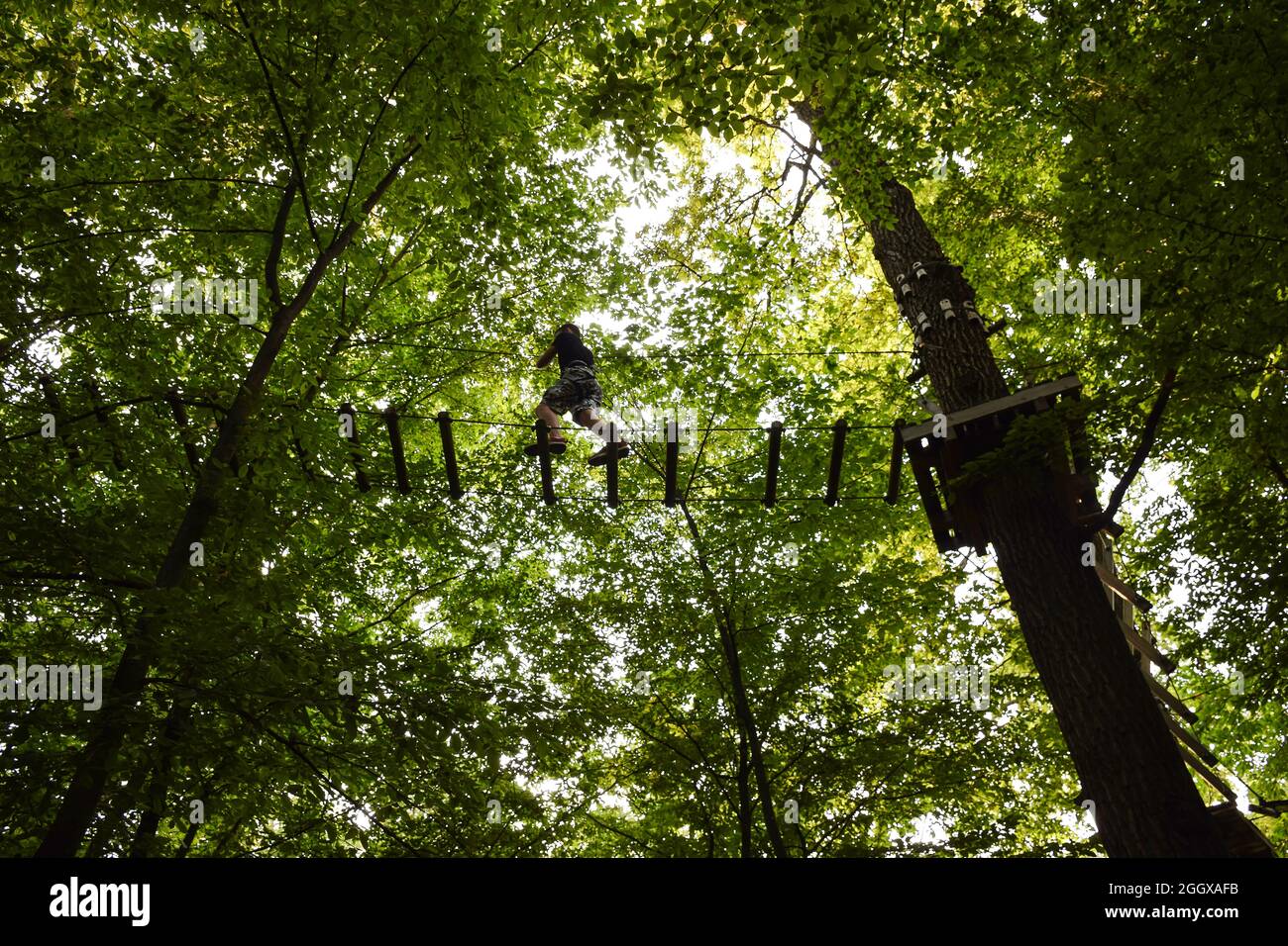 Young guy runs an obstacle course from tree to tree on a rope park ...