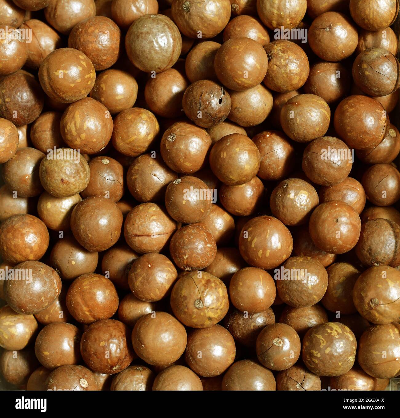 Top view of Pile of macadamia nuts in their shells Stock Photo - Alamy