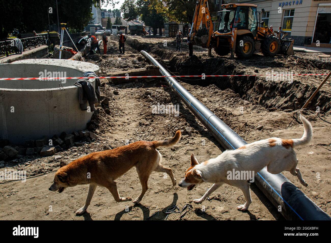 UZHHOROD, UKRAINE - SEPTEMBER 3, 2021 - Stray dogs cross a new pipeline ...