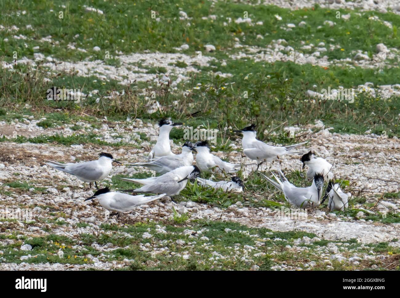 Sandwich Tern, Sterna sandvicensis, nesting at Hodbarrow nature reserve ...