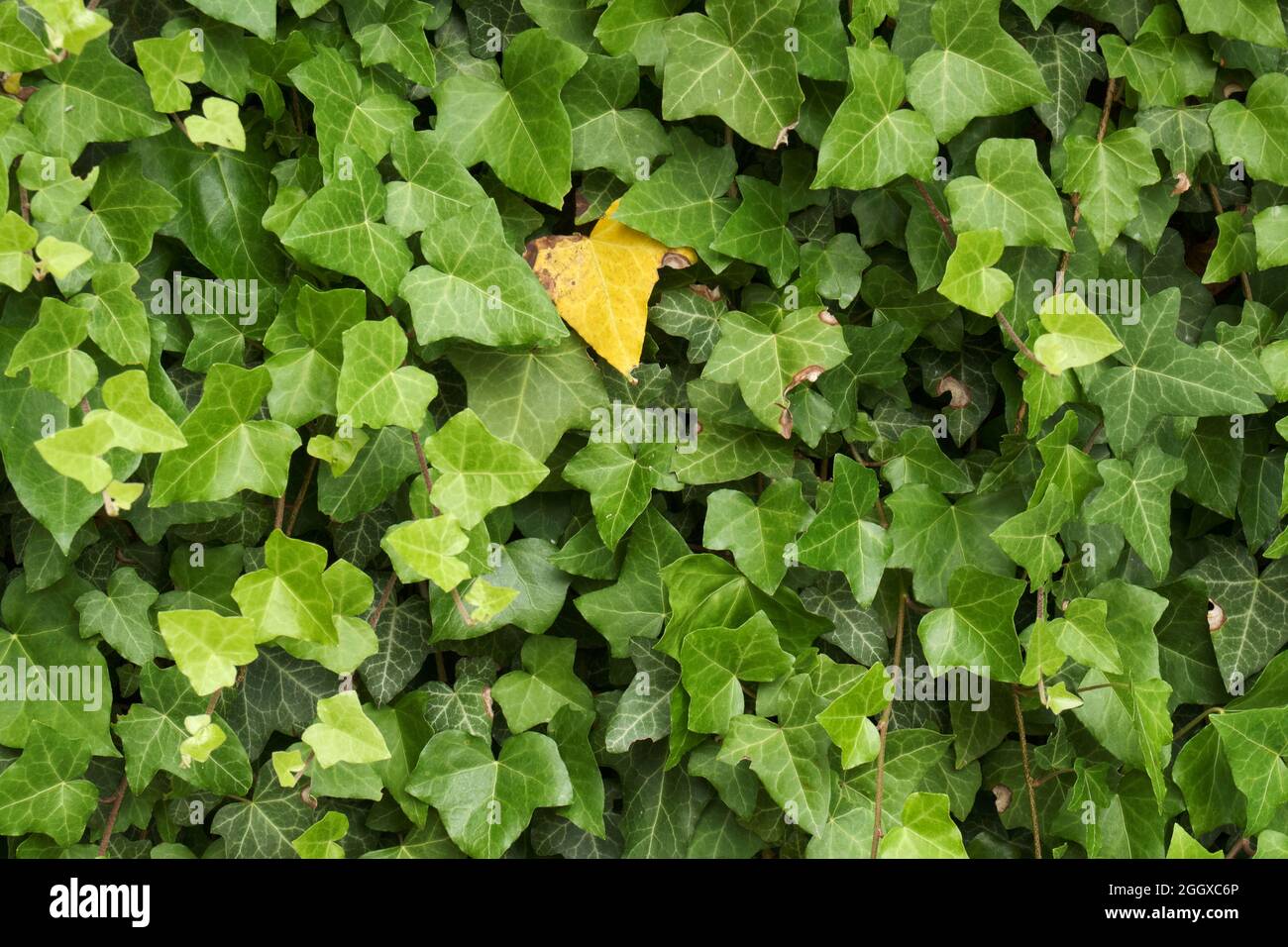 Single yellow leaf among greens, ivy - hedera Stock Photo - Alamy