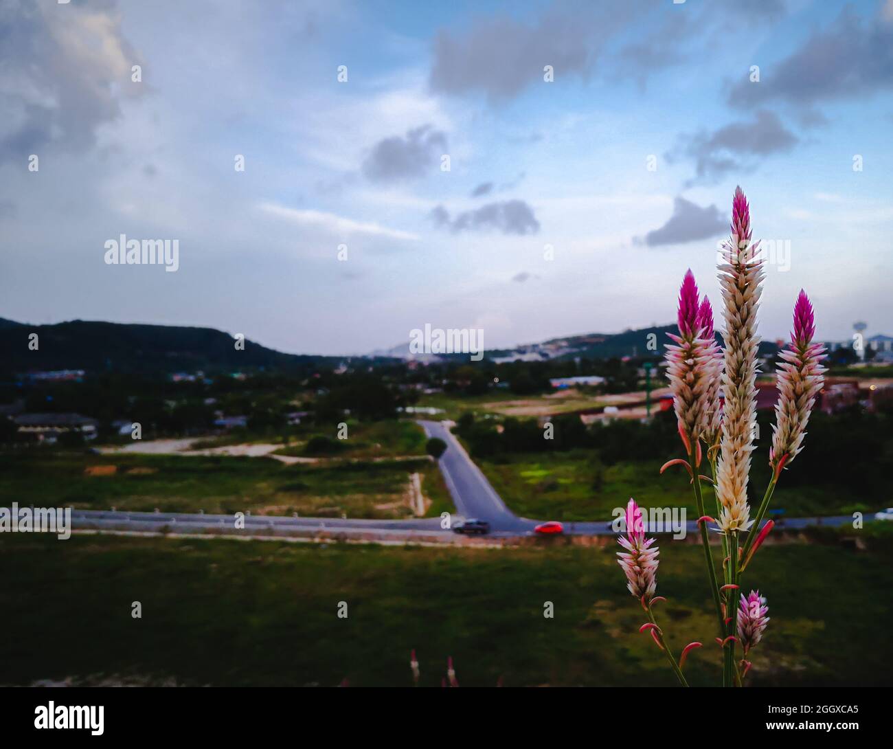 Purple flowers called Celosia argentea L with mountain and cloudy in ...