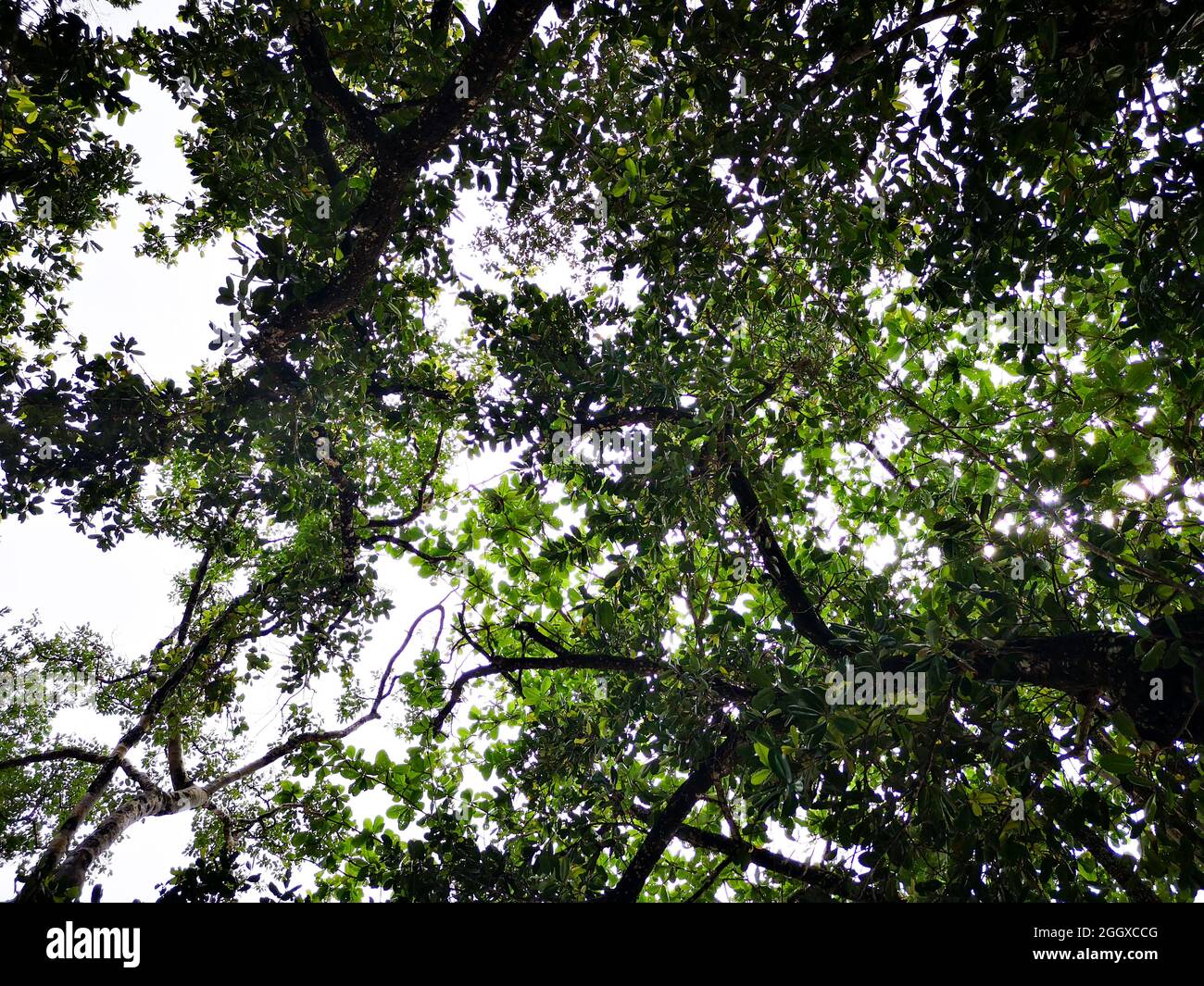 Sunny top view wood canopy hi-res stock photography and images - Alamy
