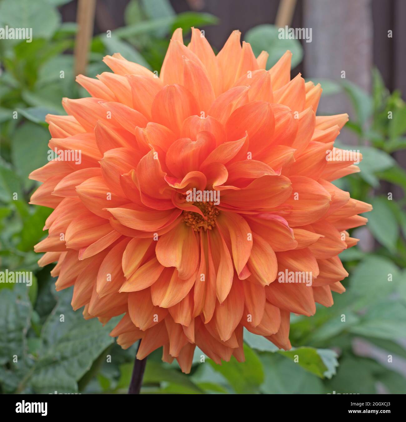 Decrotive Dhaia, Renato Tosio Stock Photo - Alamy