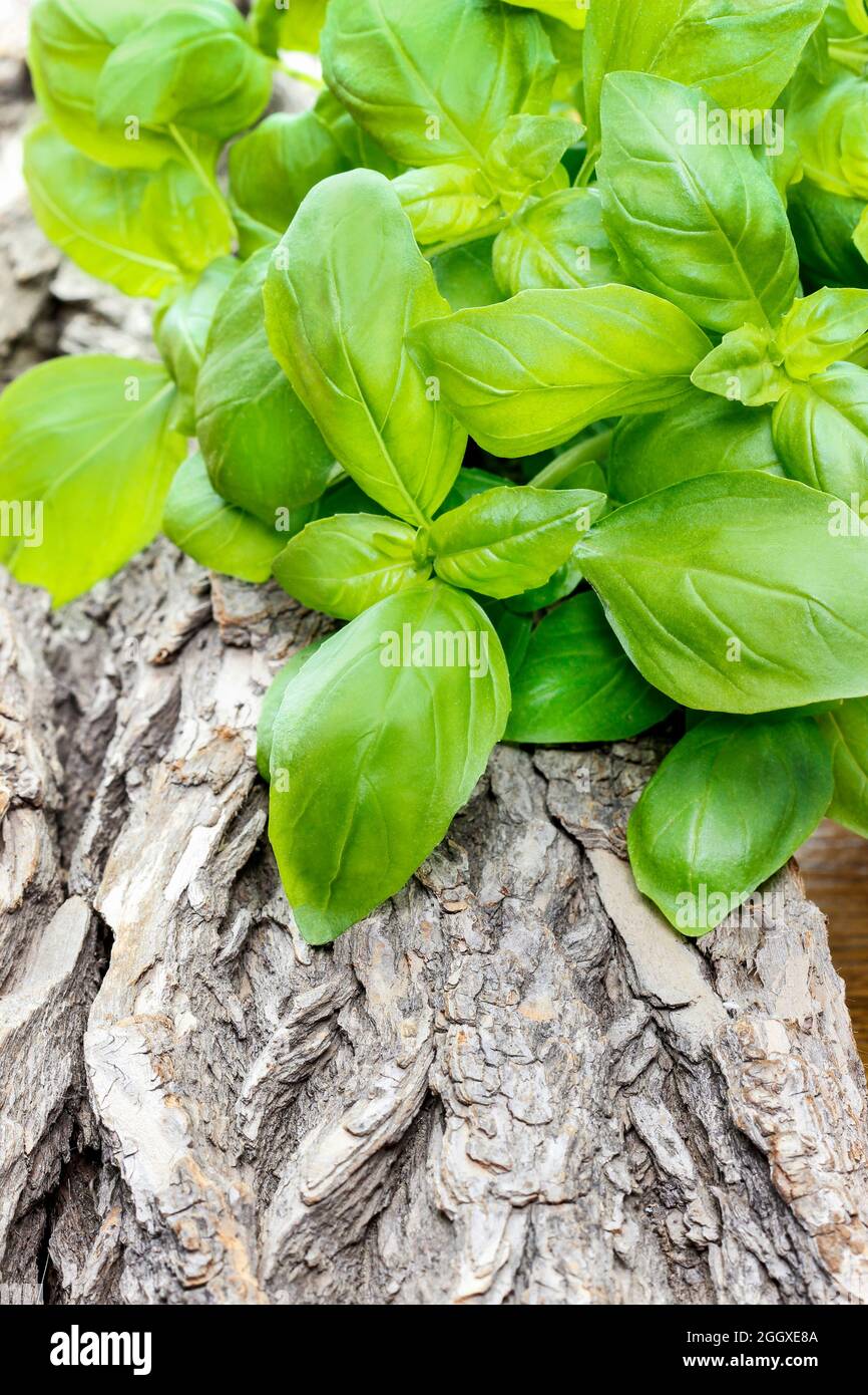 Basil leaves lying on the bark. Healthy food Stock Photo - Alamy