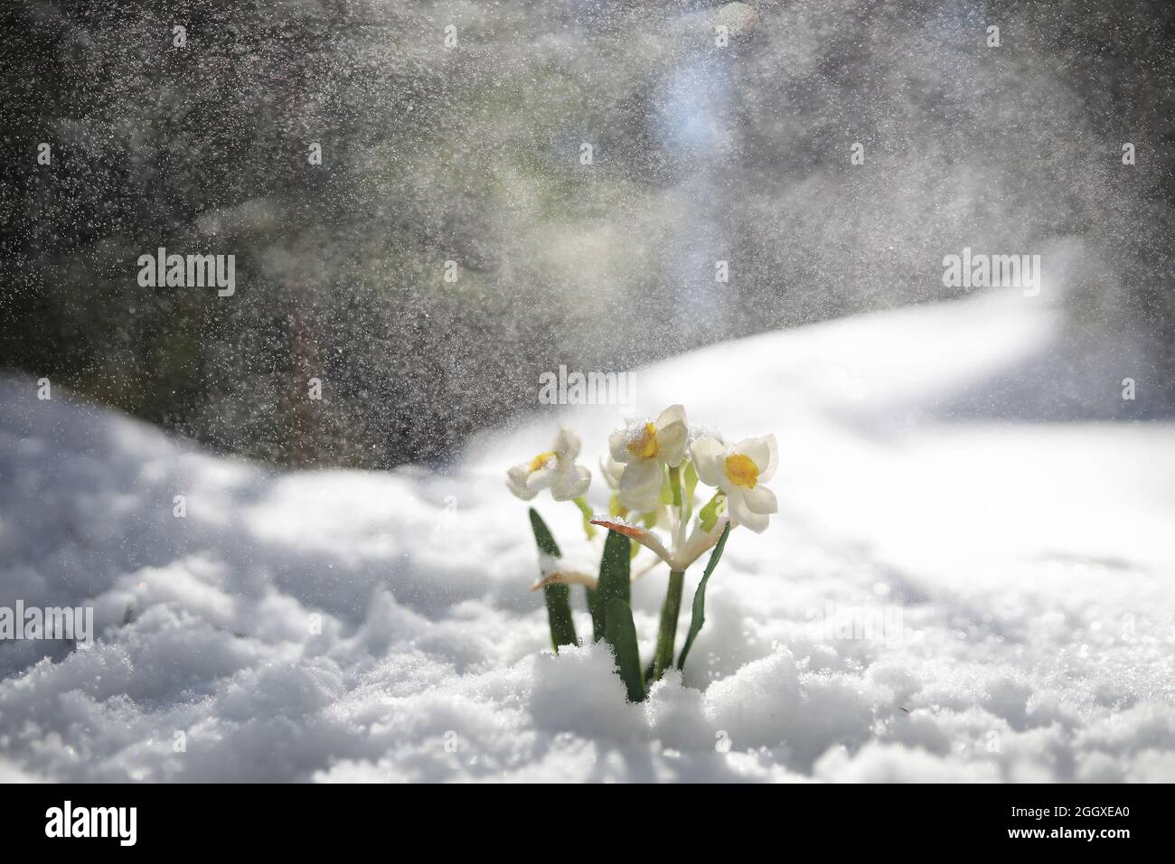 The first spring flower. Snowdrop in the forest. Spring sunny day in ...