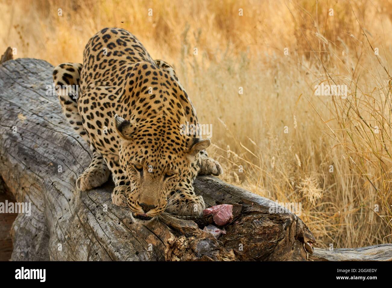Close-up of a leopard eating meat in Namibian Savanna Stock Photo - Alamy
