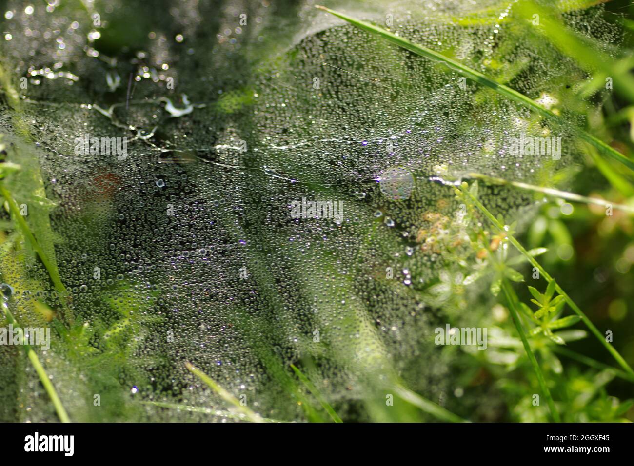Close-up of a large-scale morning dew Stock Photo - Alamy