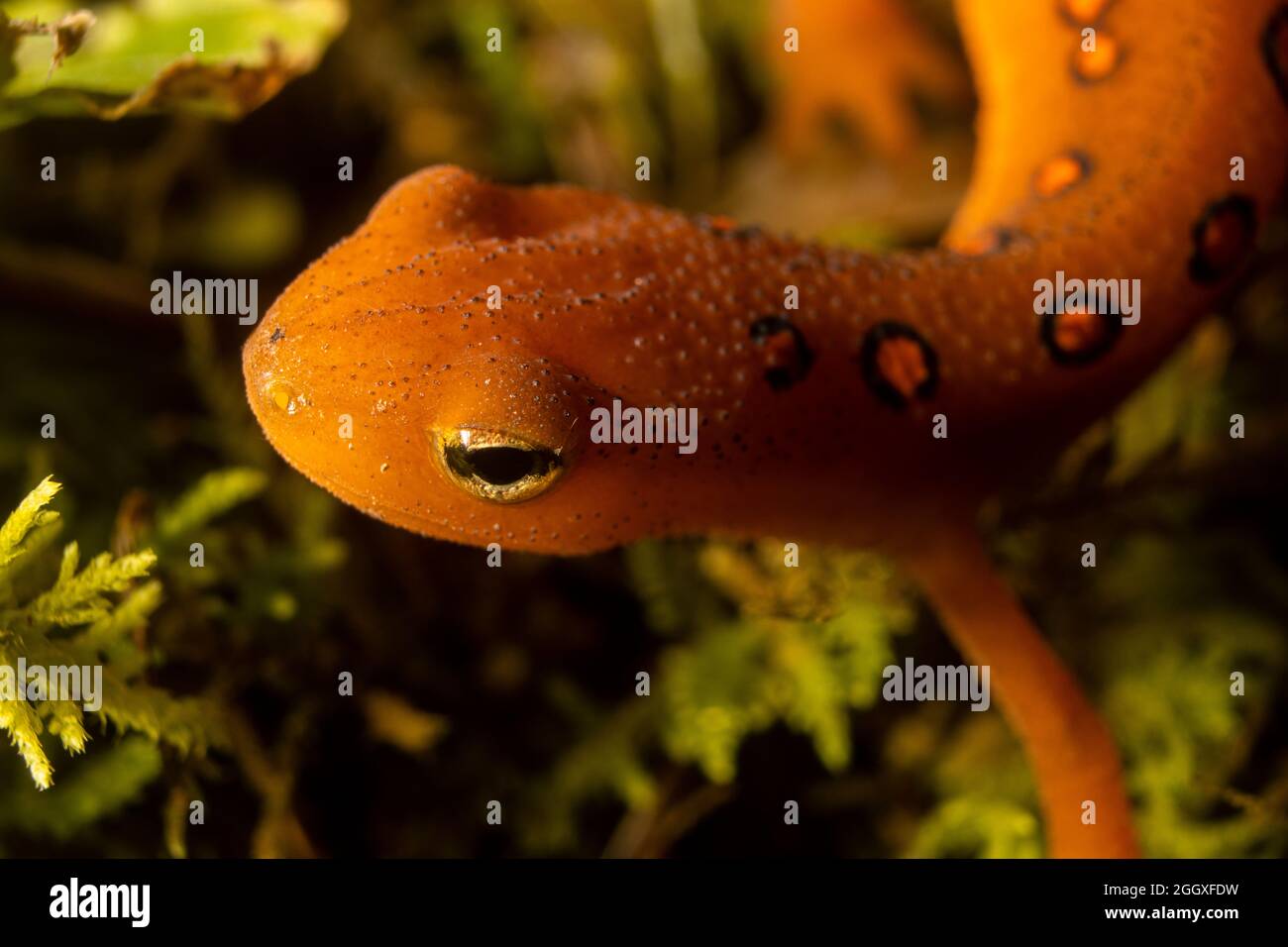 A red spotted newt crawls along a mossy ground Stock Photo - Alamy