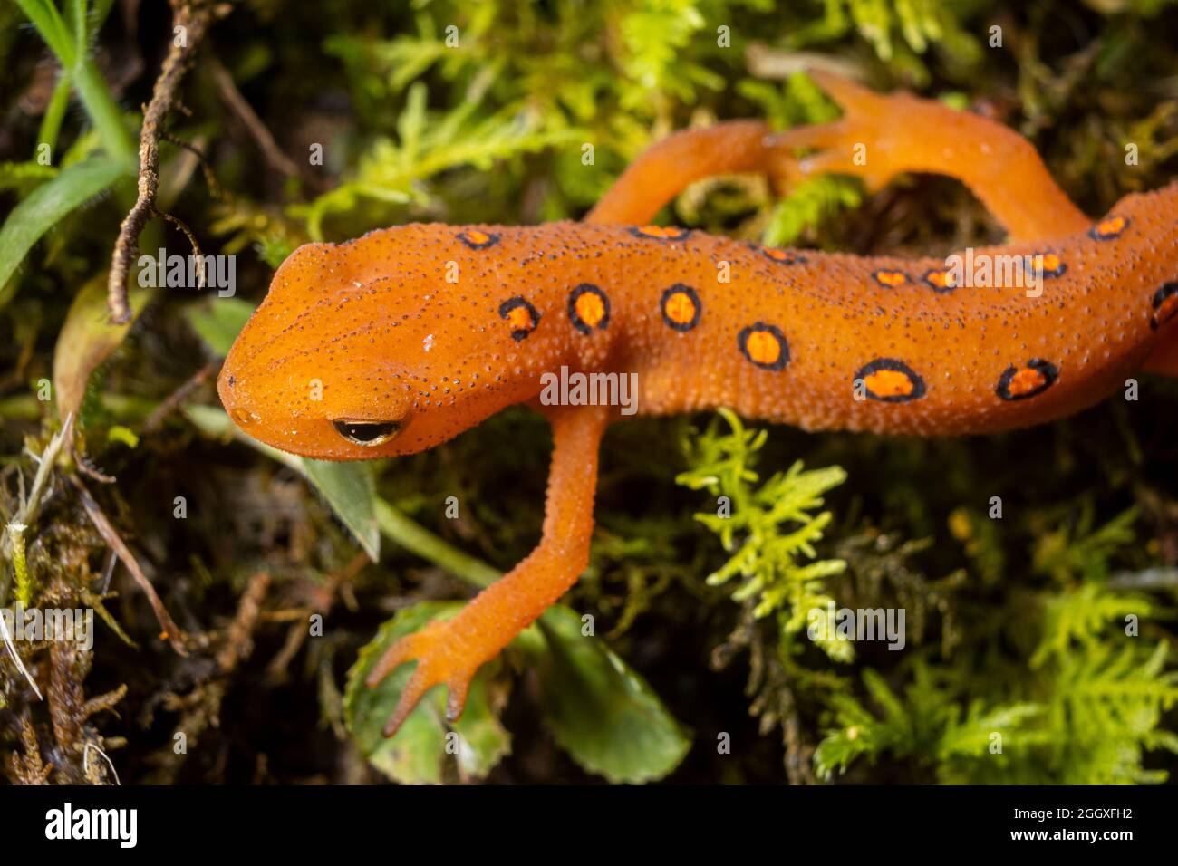 Red spotted salamander hi-res stock photography and images - Alamy