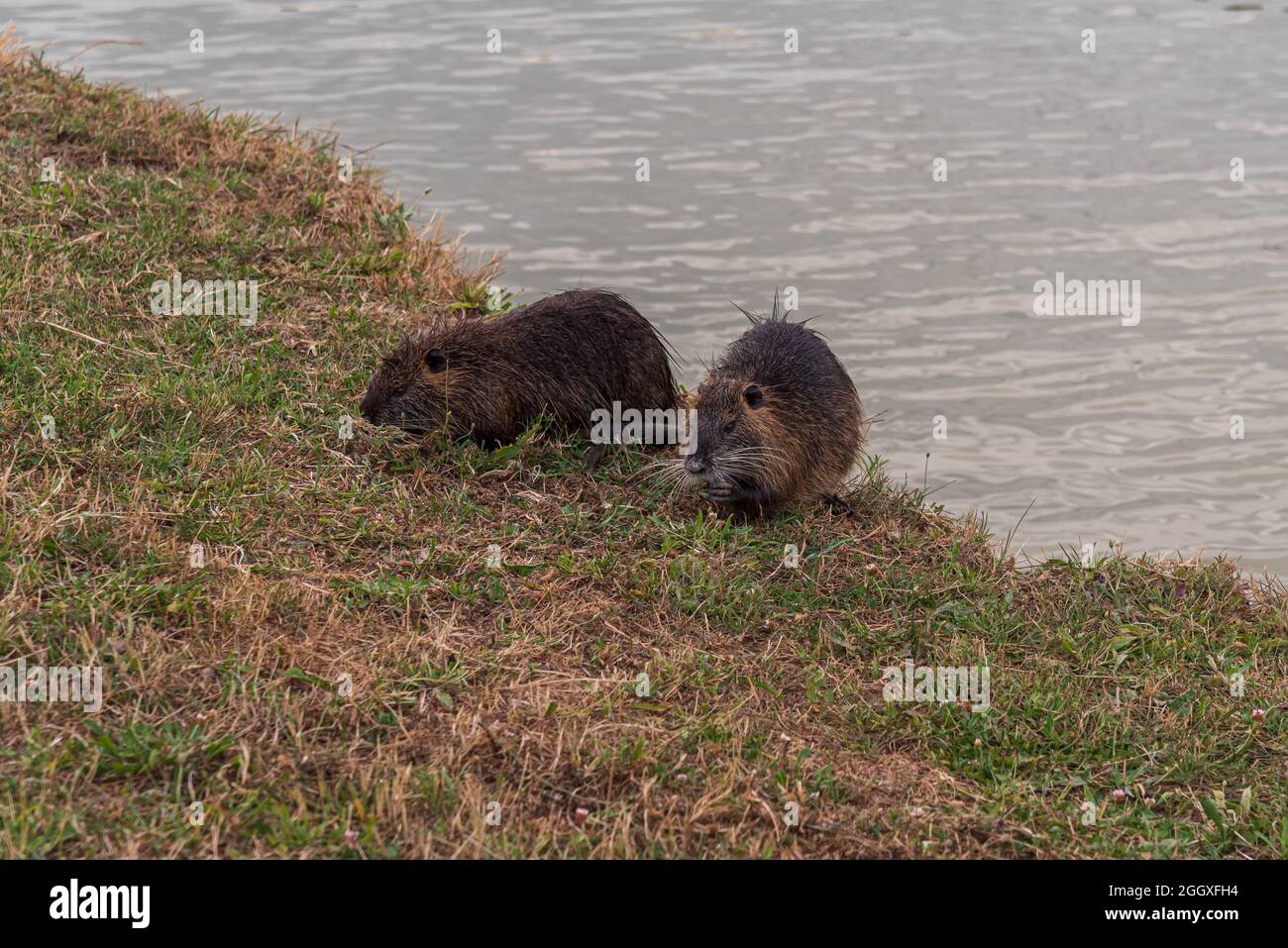 Coipo nutria myocastor coypus swimming hi-res stock photography and ...