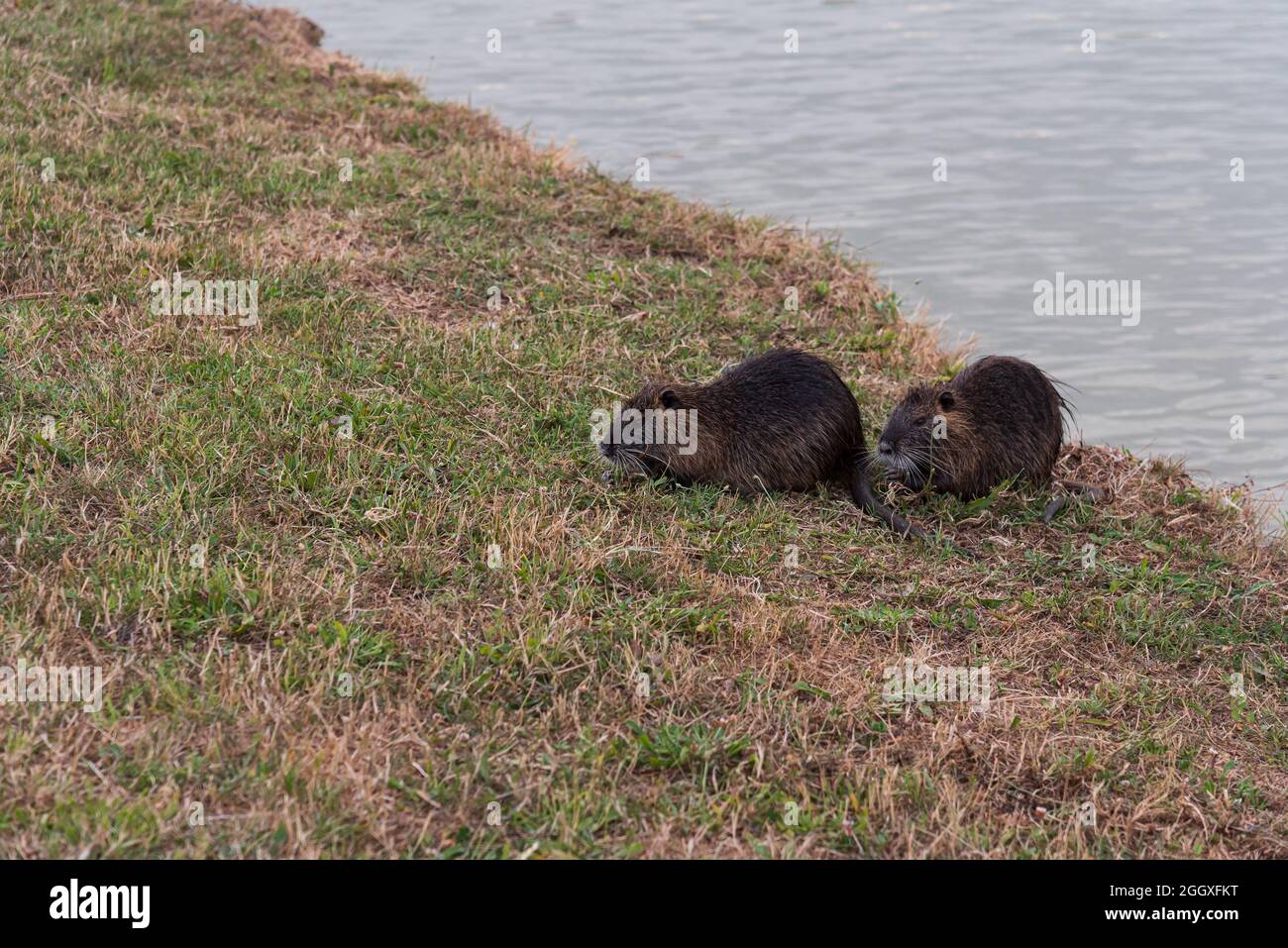Myocastoridae rodent (Myocastor coypus), also called coipo, little ...