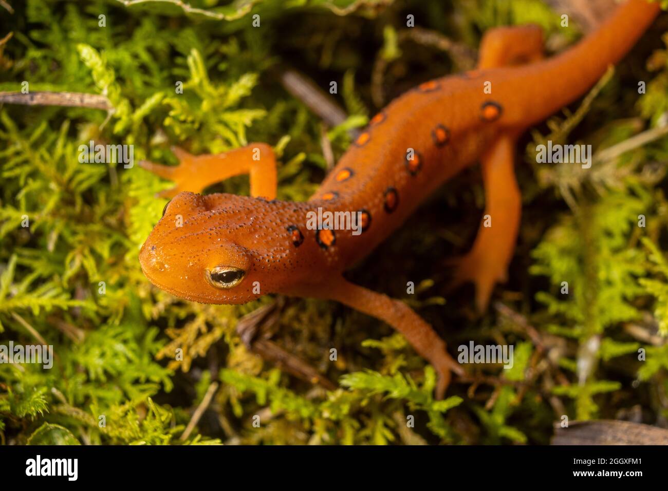 A red spotted newt crawls along a mossy ground Stock Photo - Alamy