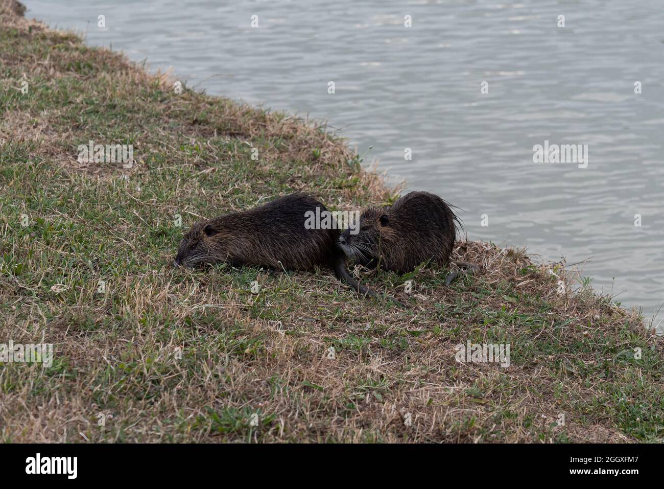 Myocastoridae rodent (Myocastor coypus), also called coipo, little ...