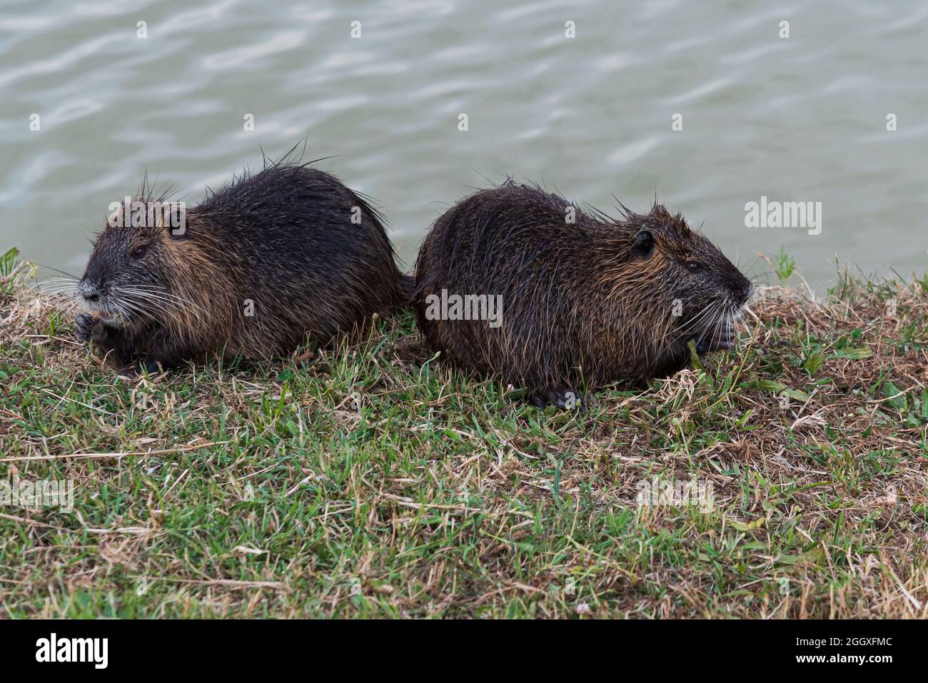 Myocastoridae rodent (Myocastor coypus), also called coipo, little ...