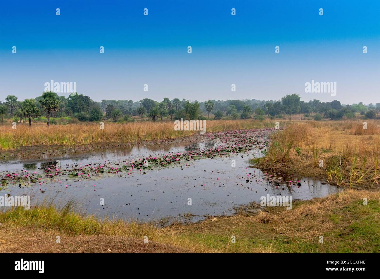 Beautiful water lilies are floating in a pond, Nymphaeaceae flowering ...