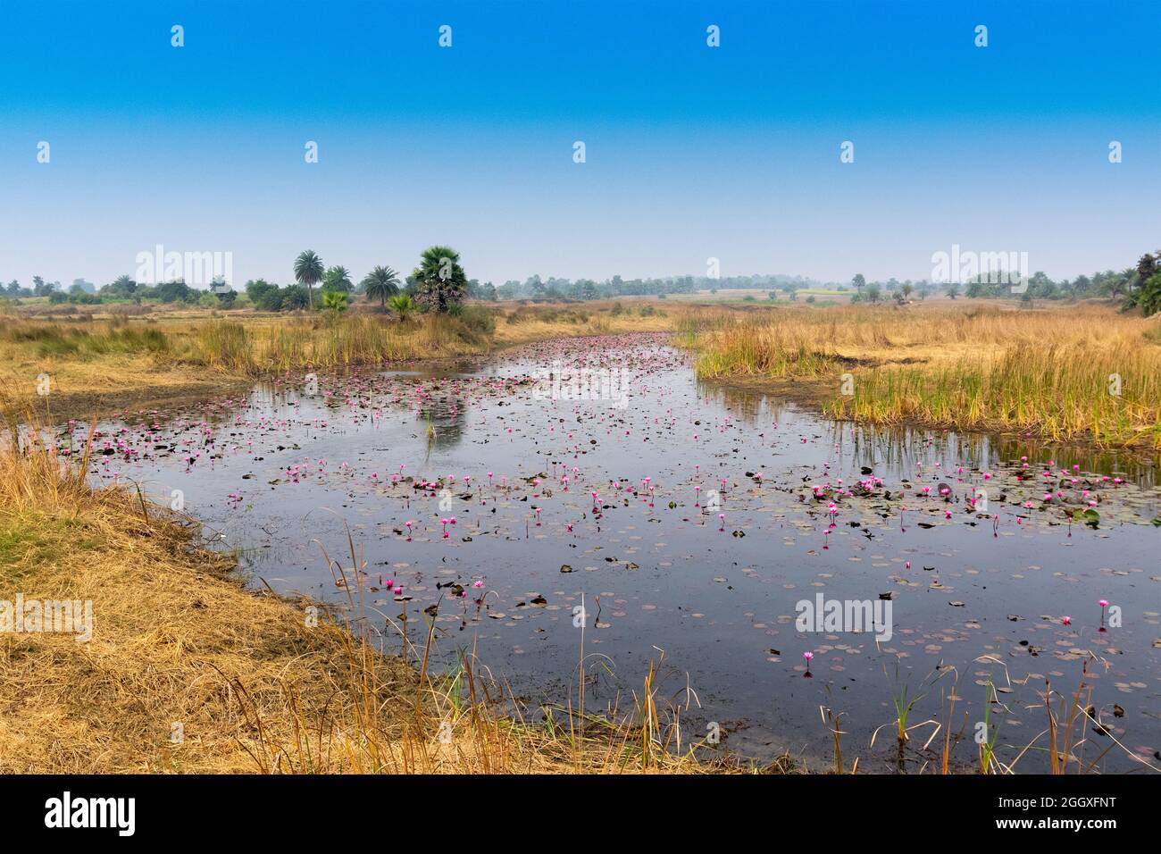 Beautiful water lilies are floating in a pond, Nymphaeaceae flowering ...