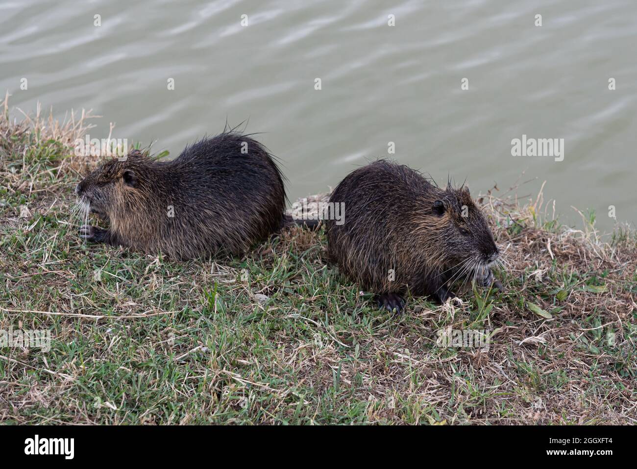 Myocastoridae rodent (Myocastor coypus), also called coipo, little ...