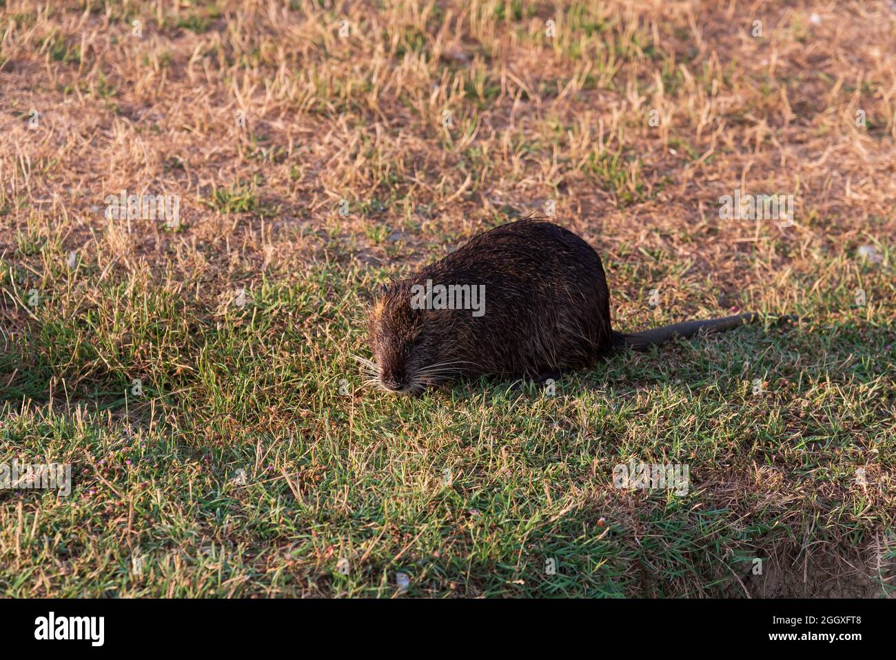Myocastoridae rodent (Myocastor coypus), also called coipo, little ...