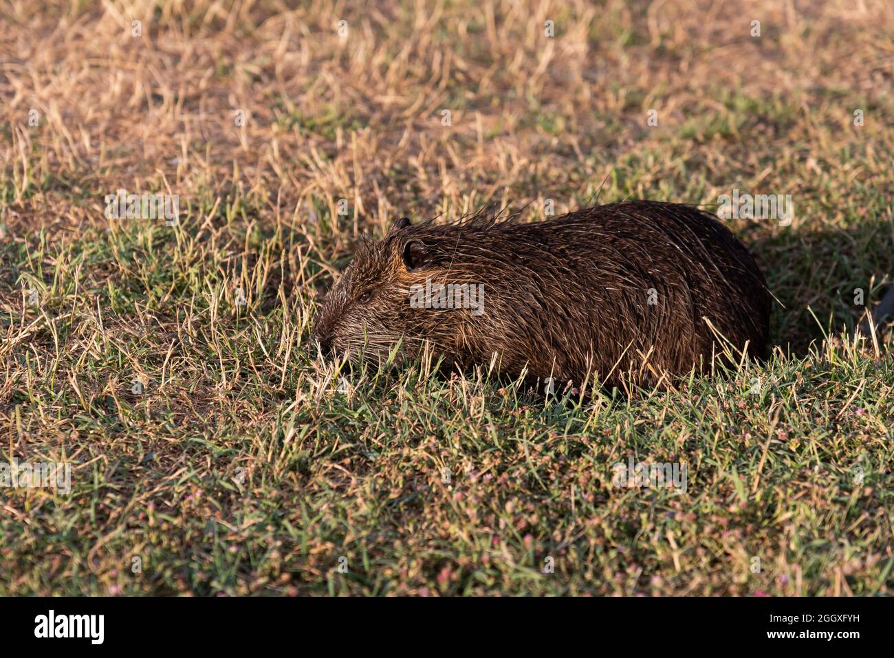 Coipo nutria myocastor coypus swimming hi-res stock photography and ...