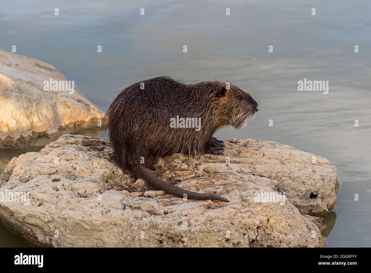 Coipo nutria myocastor coypus swimming hi-res stock photography and ...