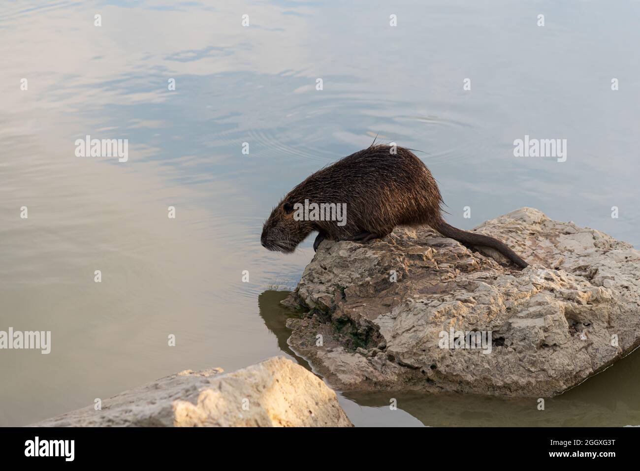 Coipo nutria myocastor coypus swimming hi-res stock photography and ...