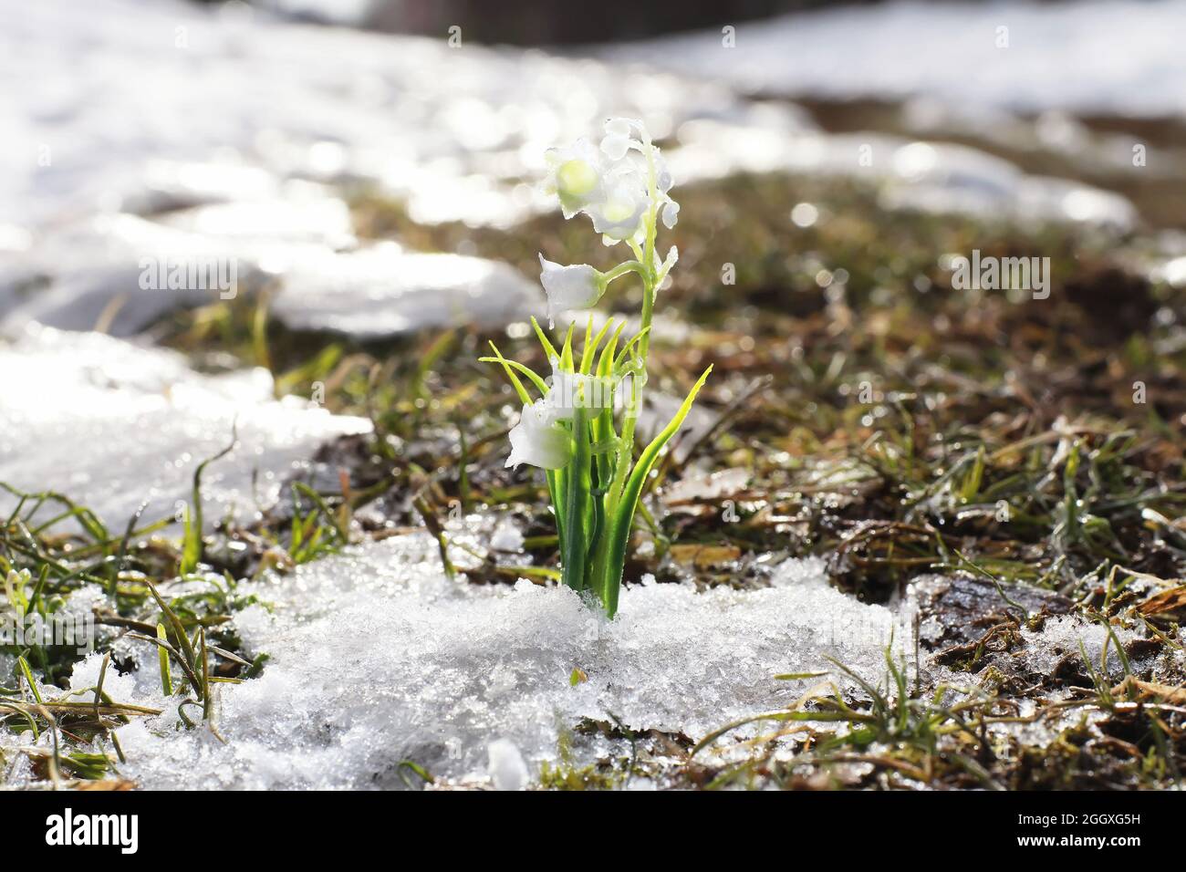 The first spring flowers. Snowdrops in the forest grow out of snow ...