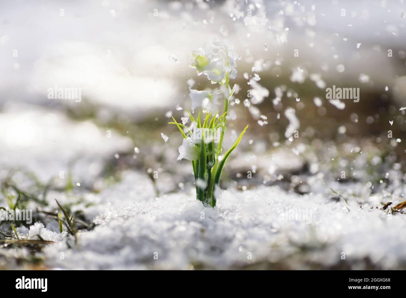 The first spring flowers. Snowdrops in the forest grow out of snow ...