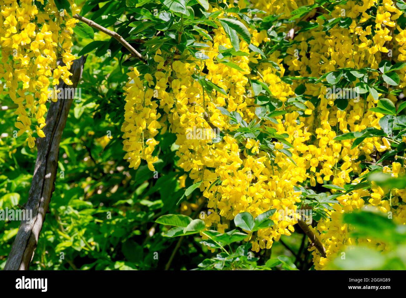 Laburnum (laburnum anagyroides), close up of a branch of the popular ...