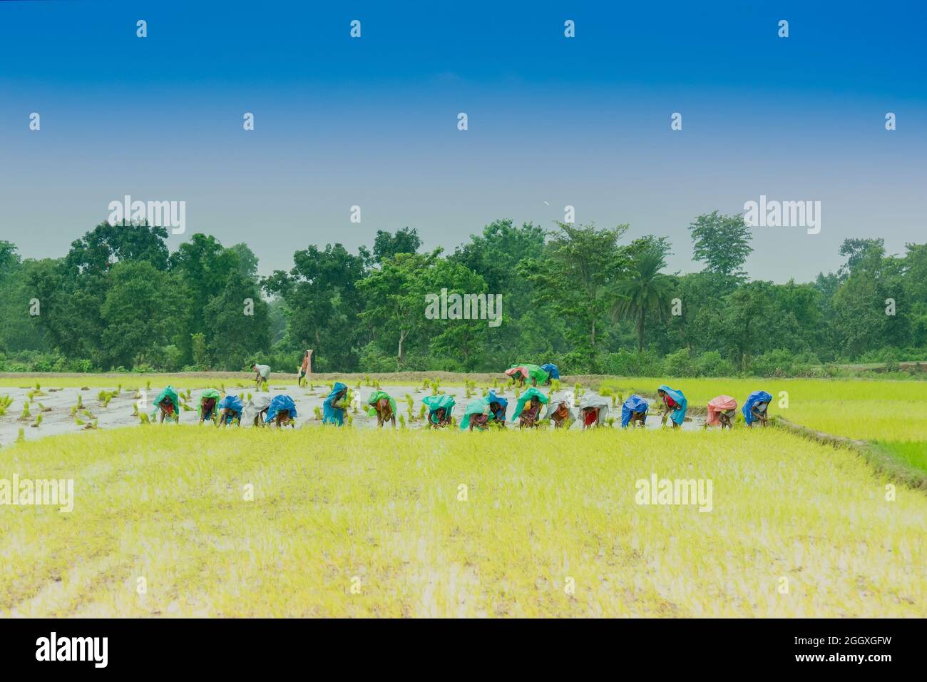 Indian rural women are busy harvesting paddy (rice) seeds in the yellow ...